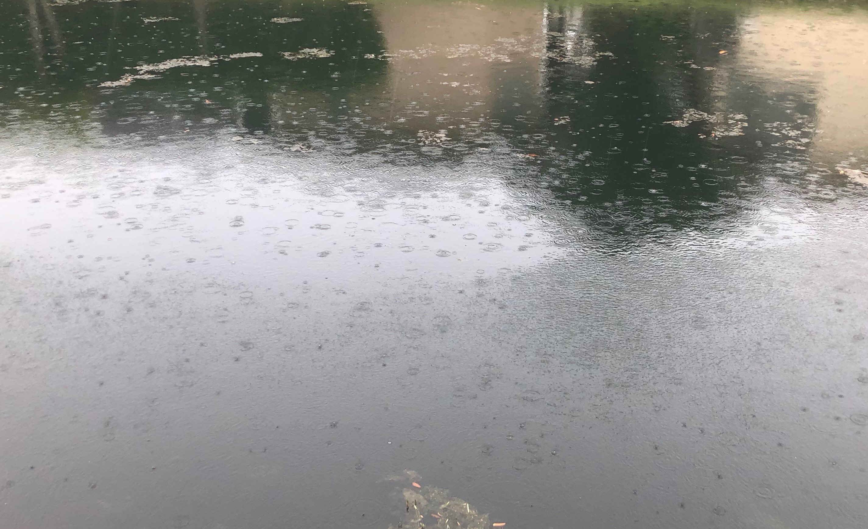 Rain on the Pond | Mike Varga Musings
